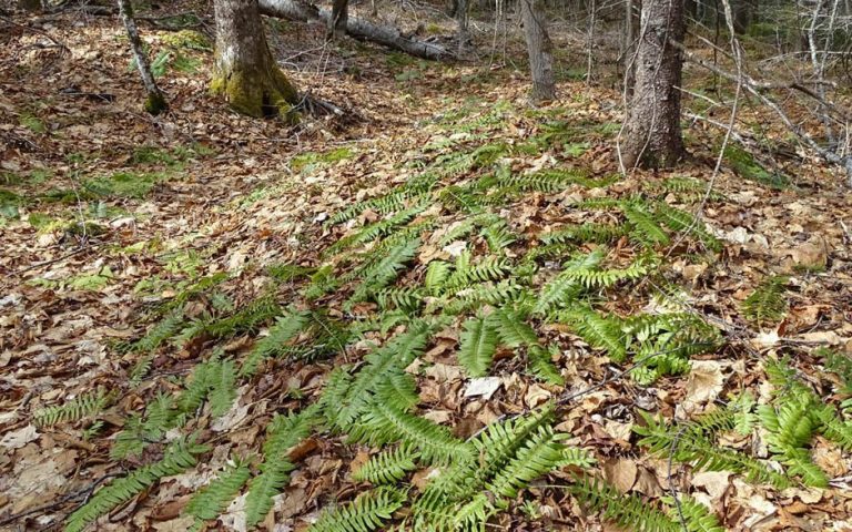 Mass Timber | Nova Scotia Forest Matters