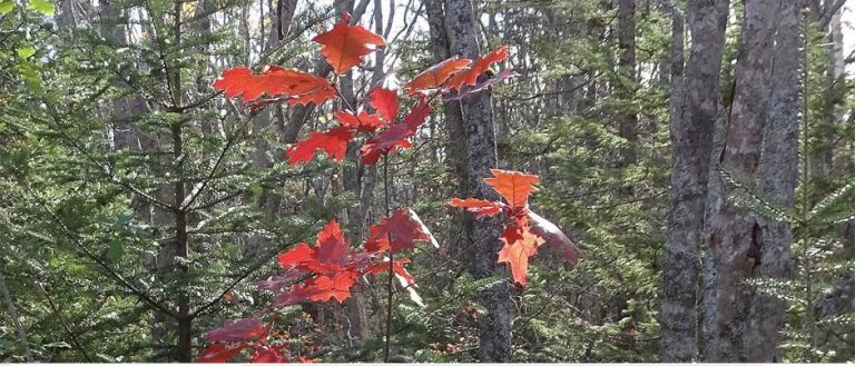 NSFM taking a break….17Nov2025 | Nova Scotia Forest Matters